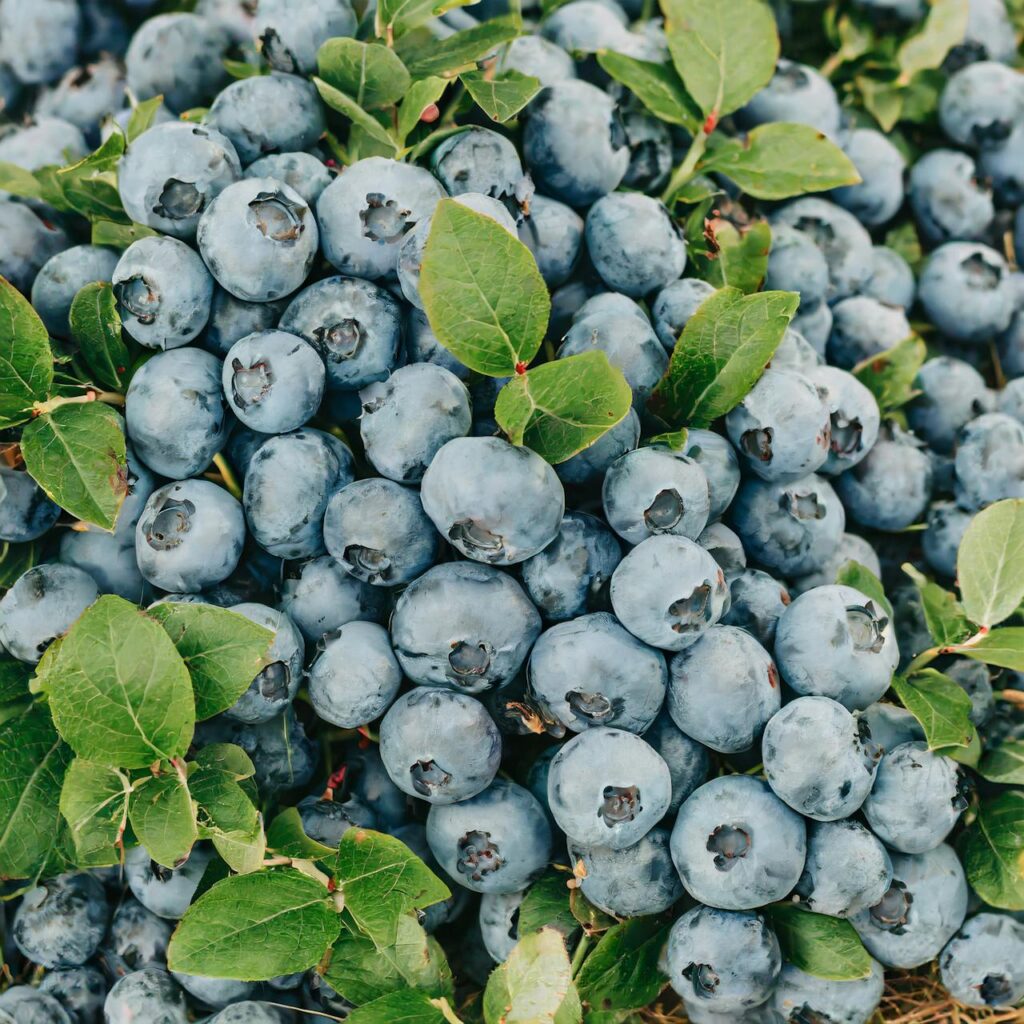 Morocco's blueberry industry at an inflection point - FreshFruitPortal.com