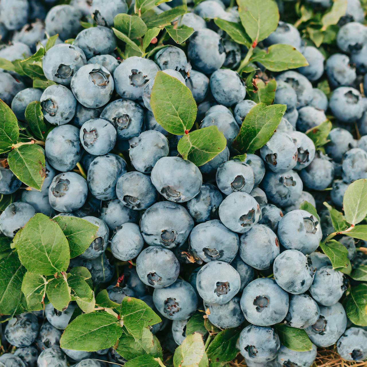 Morocco's blueberry industry at an inflection point - FreshFruitPortal.com