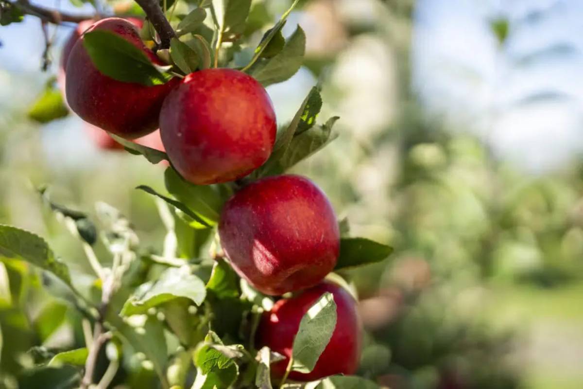 Premium apples fuel T&G Global's strong 2025 financial results, with ...