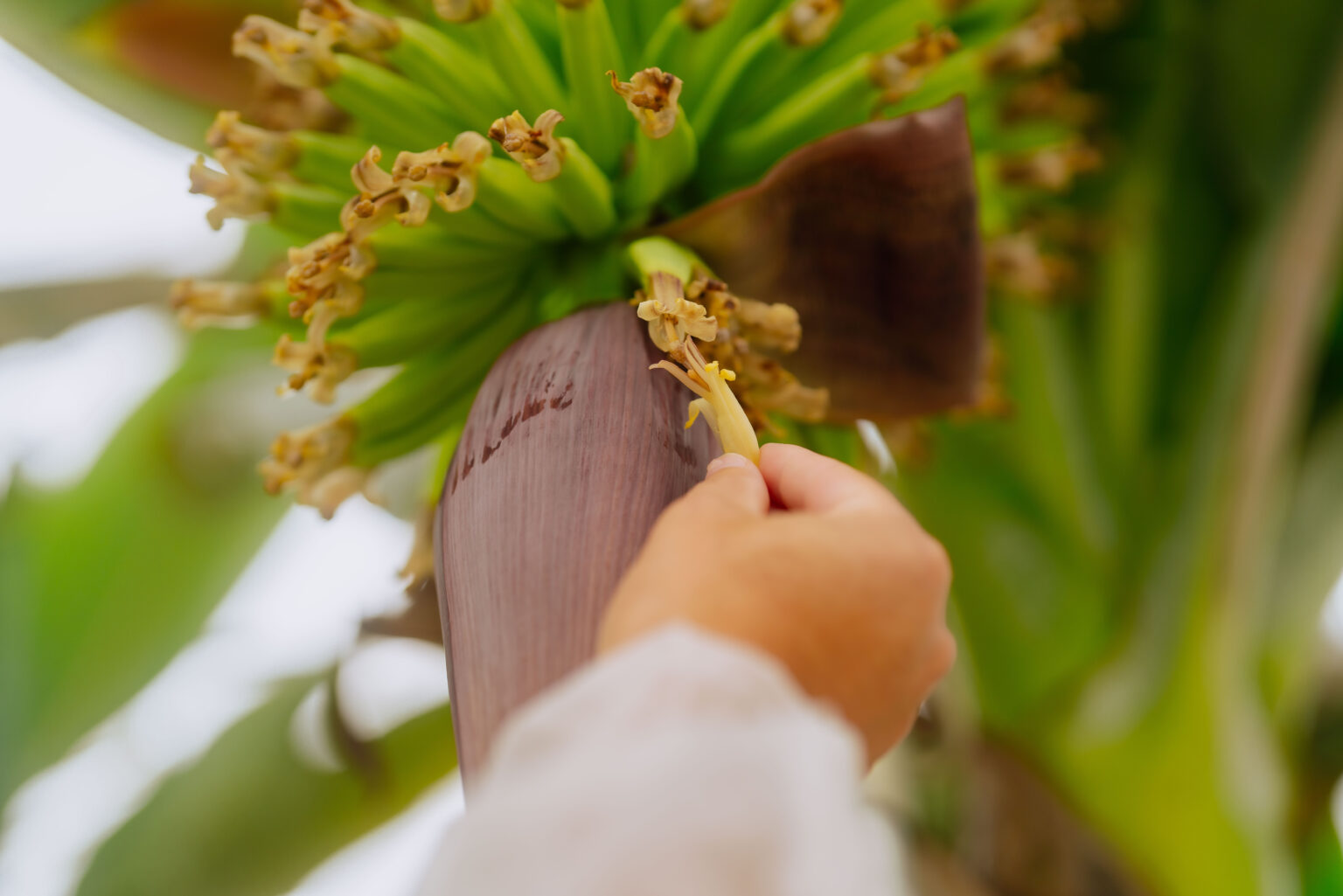 Chiquita eyes 2028-30 launch for non-GMO, TR4-resistant banana ...