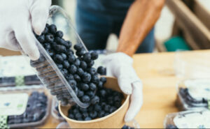FDA issues class recall for 55,000 pounds of frozen blueberries over ...