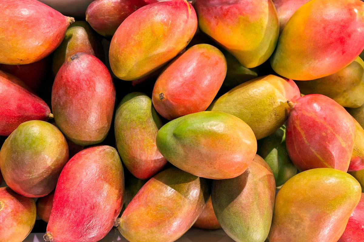 How Mexican mango succesfully conquered North American hearts and ...