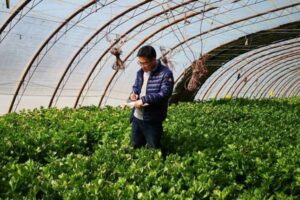 A. Duda & Sons and G’s Group acquire Tozer Seeds through a joint ...