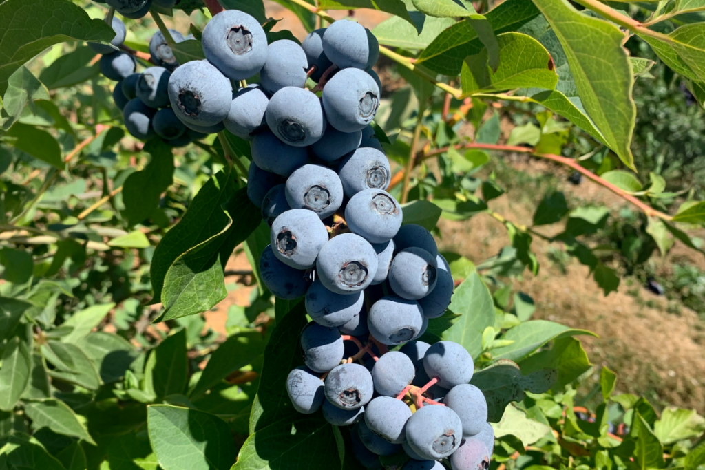 Oregon’s OBG-Raptor may redefine perceptions of Rabbiteye blueberry ...