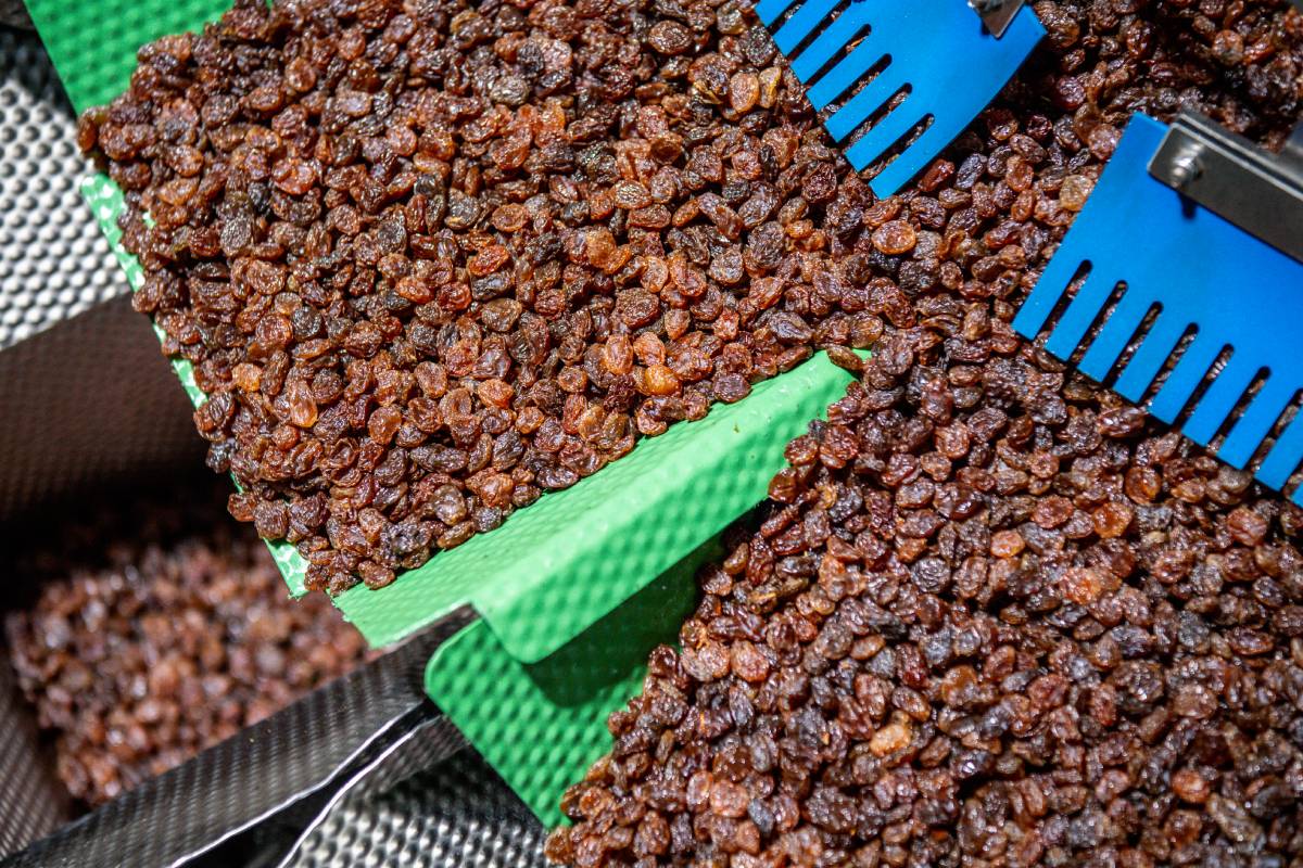 South African raisin forecast cut 14 percent, but strong exports ...