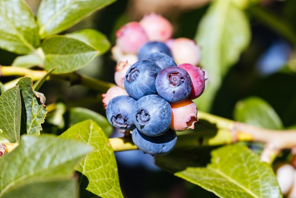 Chilean blueberry export forecast up 2.7 percent - FreshFruitPortal.com