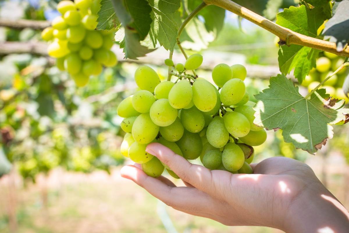 Chile updates 2025-26 table grape season projection, with 62.2 million ...