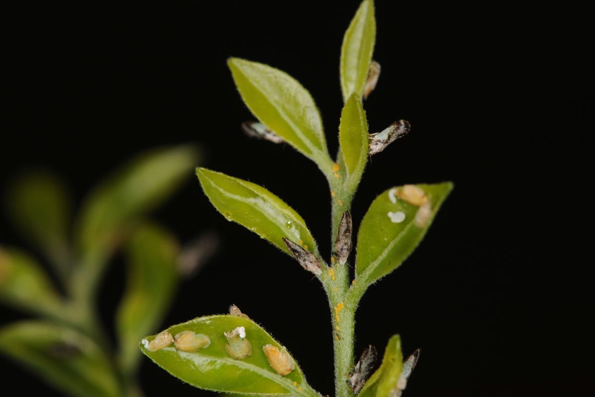 In a UF/IFAS lab study, three predatory insects feasted on Asian citrus ...