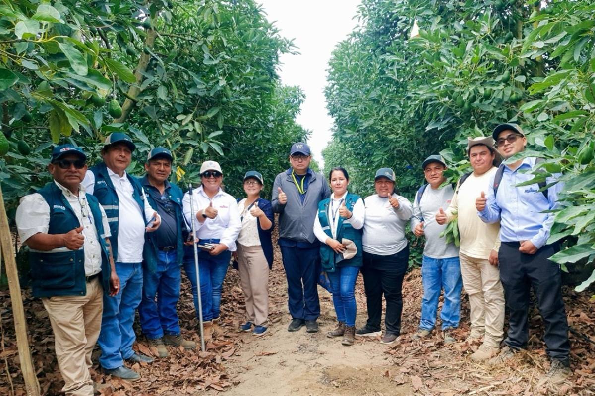Peru unlocks new market: Hass avocado shipments to Japan will start ...