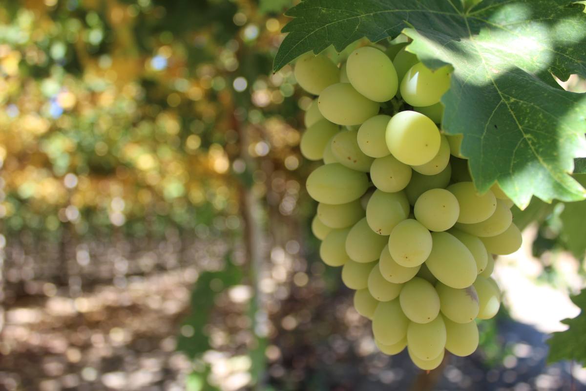 California table grape acreage declines as non-bearing plantings ...
