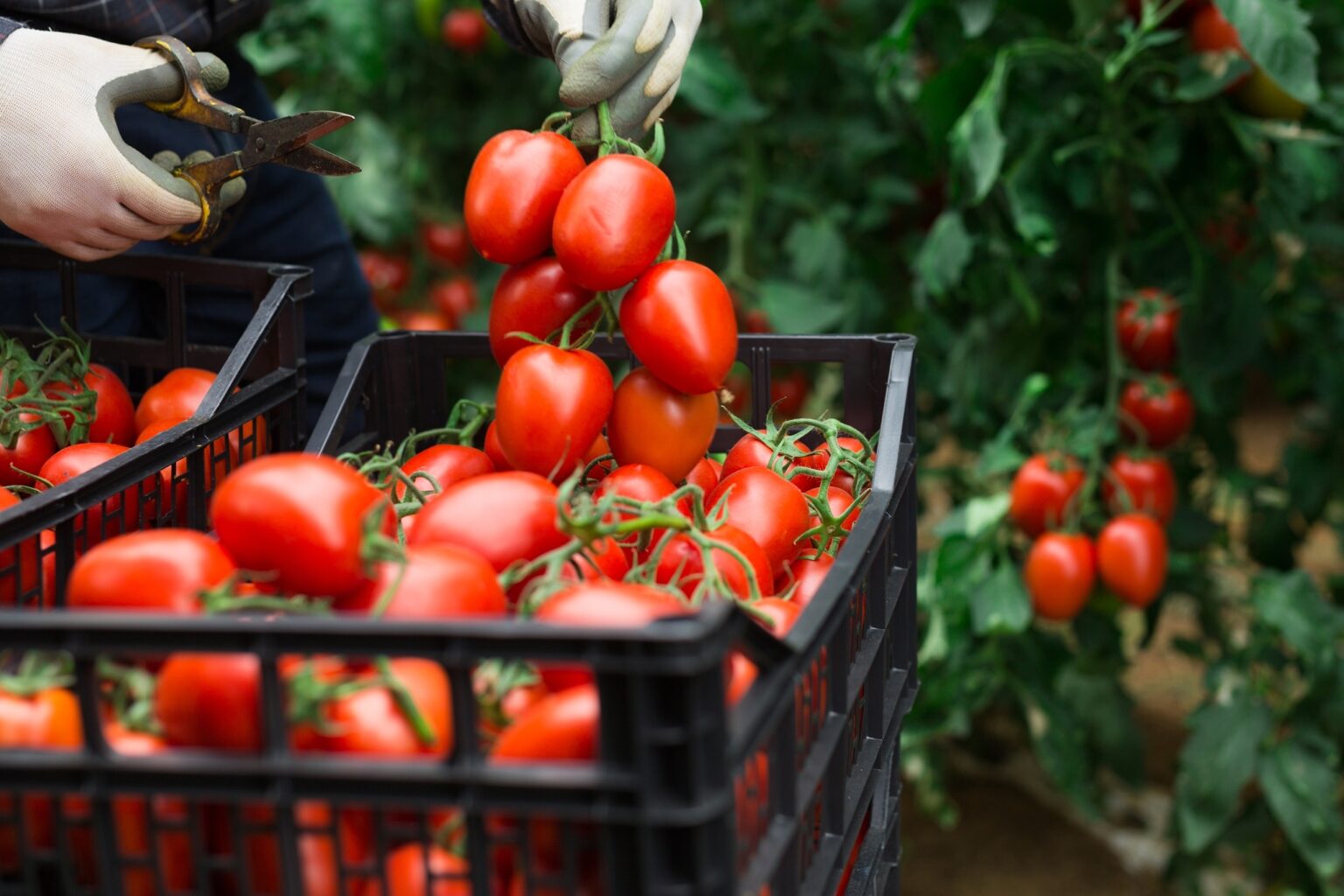 Winter freeze aftershock: Florida tomato supply tight across the ...