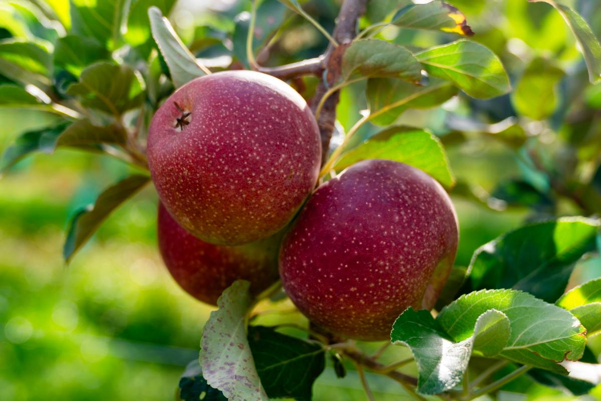 Australian apples finish 2025 season with high value and a tight crop ...