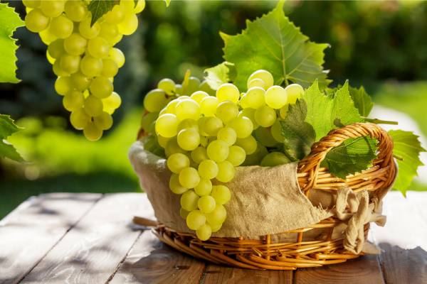 Early Mexican table grape season start floods market, squeezes prices ...