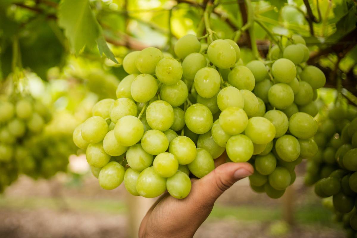 Early Mexican table grape season start floods market, squeezes prices ...