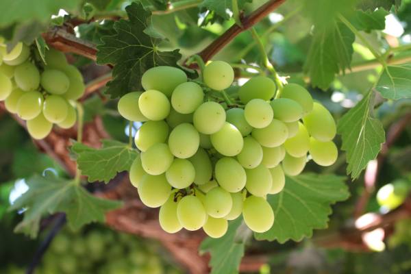 Report: Table grapes market ready to hit $128.9B by 2033 ...