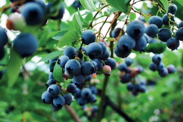 Opinion | Zimbabwe’s blueberry boom continues to increase its impact ...
