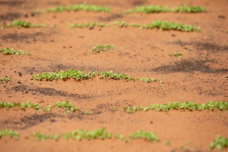 FAO and GEF Showcase Agrifood Solutions for Climate and Biodiversity ...