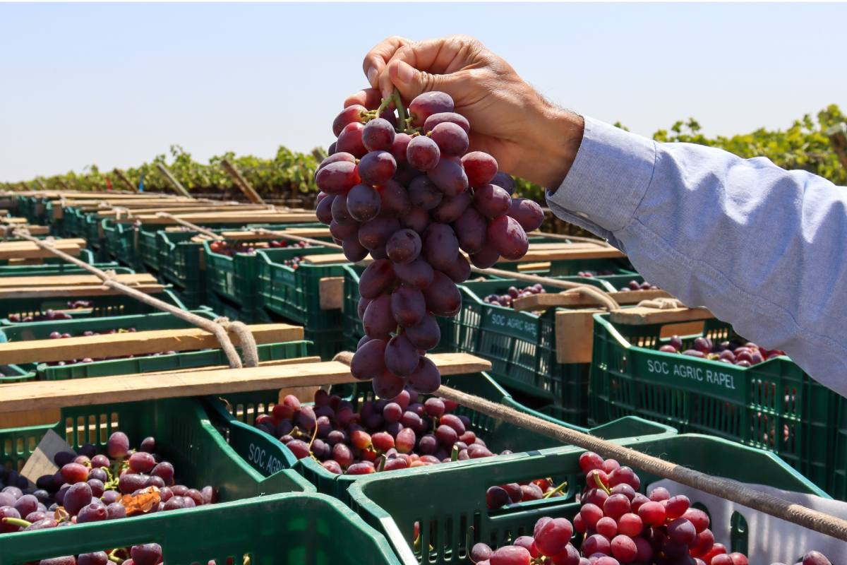 Opinion | Why Southern Hemisphere table grapes remain an attractive ...